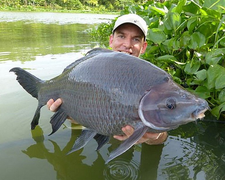 Black Shark (Labeo chrysophekadion) | Tropical Fish Keeping