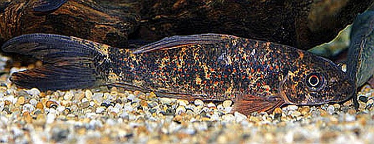 Harlequin Shark (Labeo cyclorhynchus) | Tropical Fish Keeping