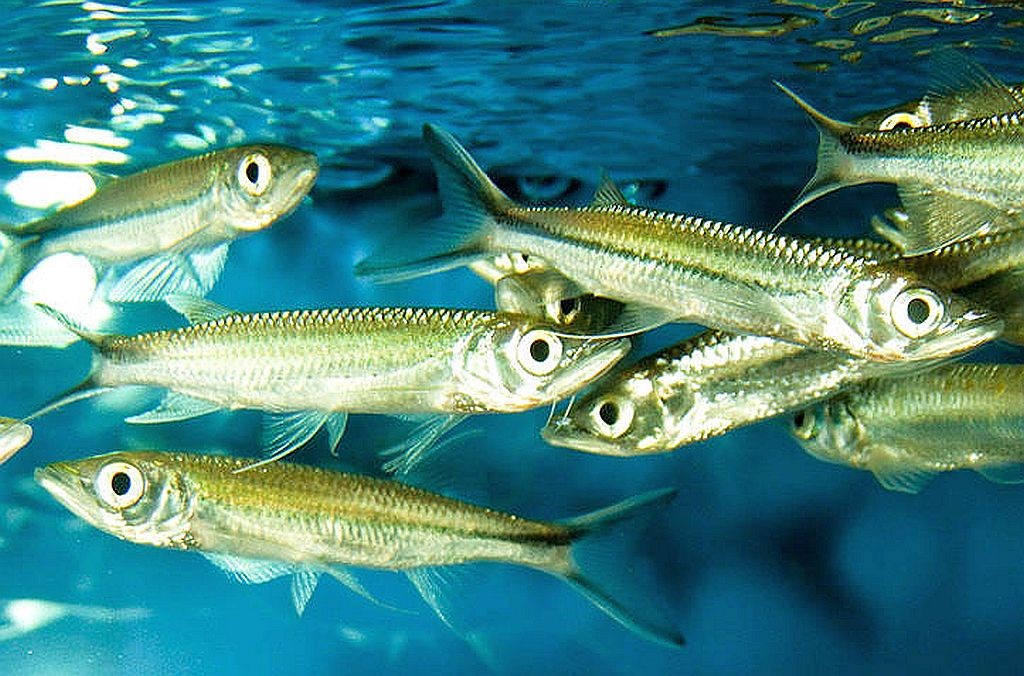 Apollo Shark (Luciosoma spilopleura) | Tropical Fish Keeping