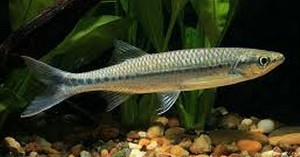 Apollo Shark (Luciosoma spilopleura) | Tropical Fish Keeping