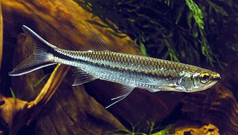 Apollo Shark (Luciosoma spilopleura) | Tropical Fish Keeping