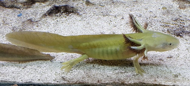 Axolotl (Ambystoma mexicanum) | Tropical Fish KeepingTropical Fish Keeping