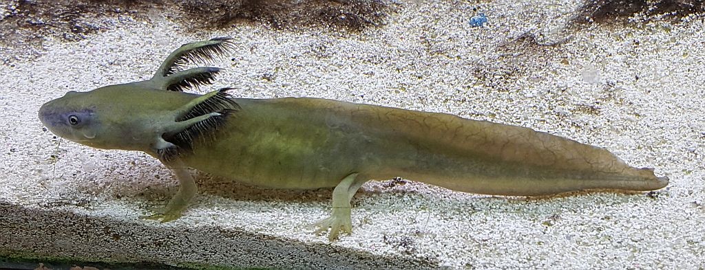 Axolotl (Ambystoma mexicanum) | Tropical Fish Keeping