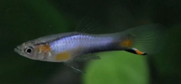 Endler's Livebearer (Poecilia wingei) - Tropical Fish Keeping