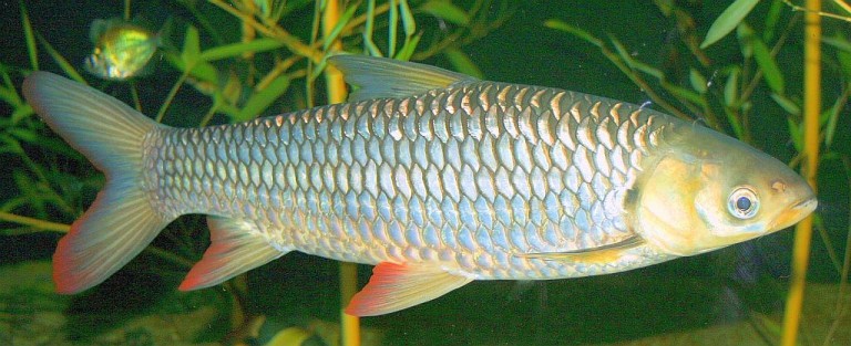 Cigar Shark (Leptobarbus rubripinna) | Tropical Fish Keeping