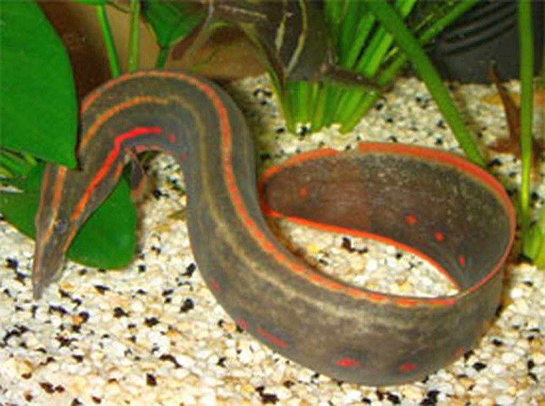 Fire Eel (Mastacembelus erthrotaenia) | Tropical Fish KeepingTropical ...