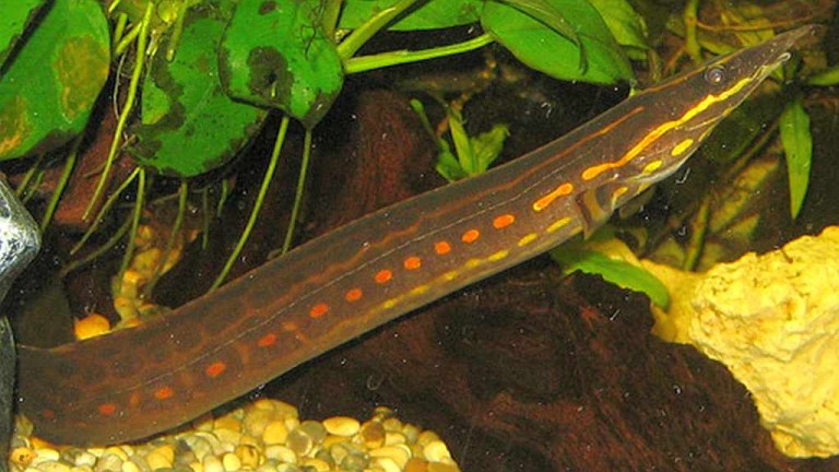 Fire Eel (Mastacembelus erthrotaenia) | Tropical Fish Keeping