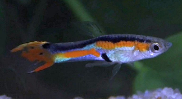 Endler's Livebearer (Poecilia wingei) a.k.a. Endler’s Guppy | Tropical ...