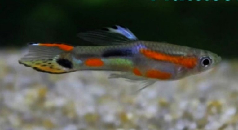 Endler's Livebearer (Poecilia wingei) a.k.a. Endler’s Guppy | Tropical ...
