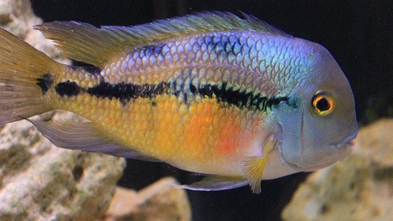 Nicaraguense Cichlid (Herichthys nicaraguense) | Tropical Fish Keeping
