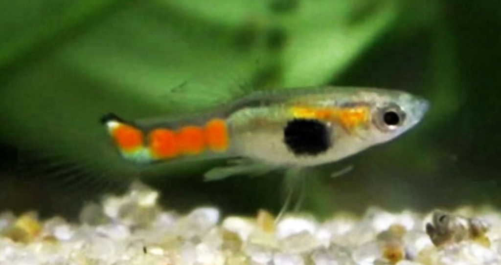 Endler's Livebearer (Poecilia wingei) a.k.a. Endler’s Guppy | Tropical ...