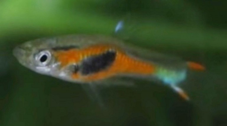Endler's Livebearer (Poecilia wingei) - Tropical Fish Keeping