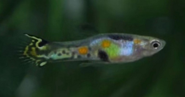 Endler's Livebearer (Poecilia wingei) - Tropical Fish Keeping