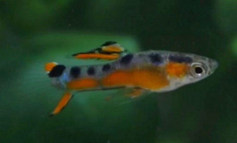 Endler's Livebearer (Poecilia wingei) a.k.a. Endler’s Guppy | Tropical ...