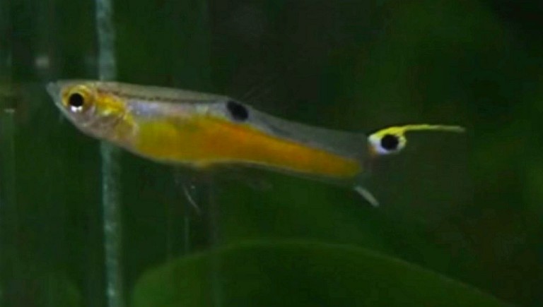 Endler's Livebearer (Poecilia wingei) - Tropical Fish Keeping