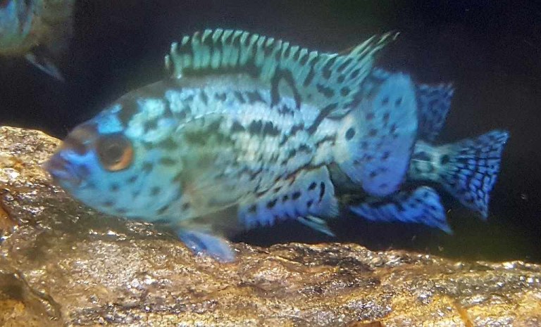 Electric Blue Jack Dempsey (Cichlasoma octofasciatum) | Tropical Fish ...