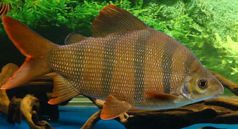 Long Nosed Distichodus (Distichodus Lusosso) | Tropical Fish Keeping