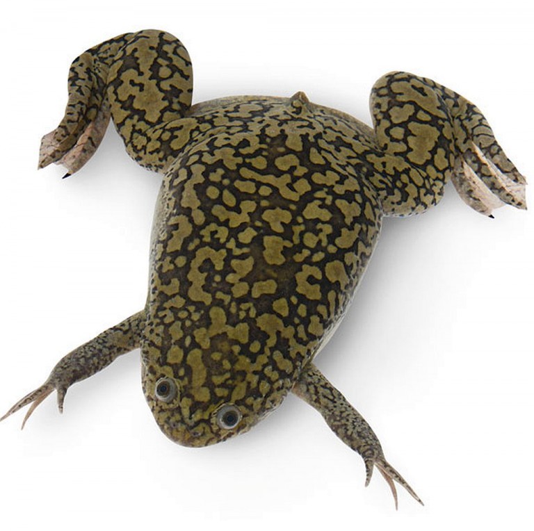 Western Clawed Frog (Xenopus tropicalis) | Tropical Fish Keeping
