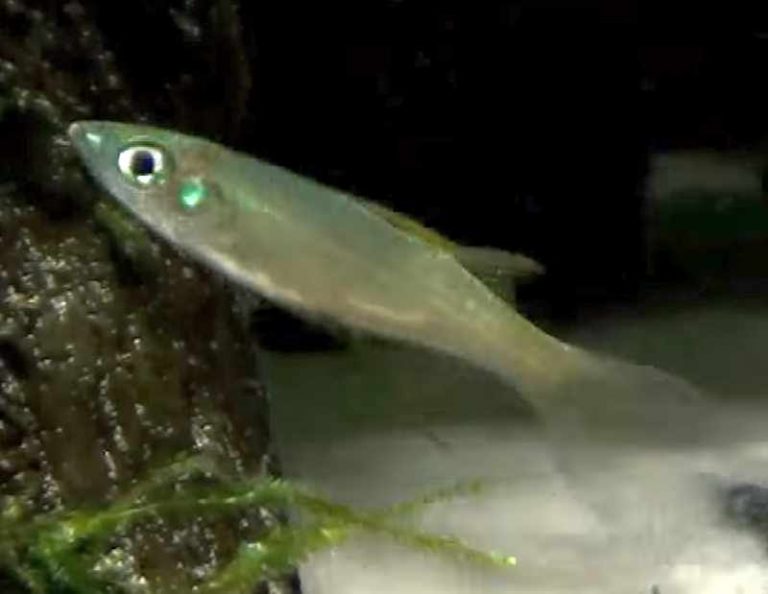 Featherfin Rainbow (Iriatherina werneri) | Tropical Fish Keeping