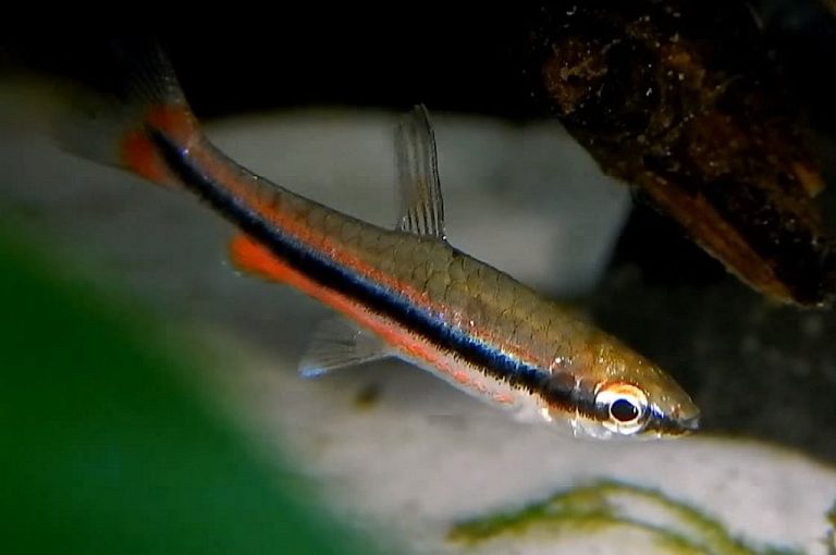 Golden Pencilfish (Nannostomus beckfordi) | Tropical Fish Keeping