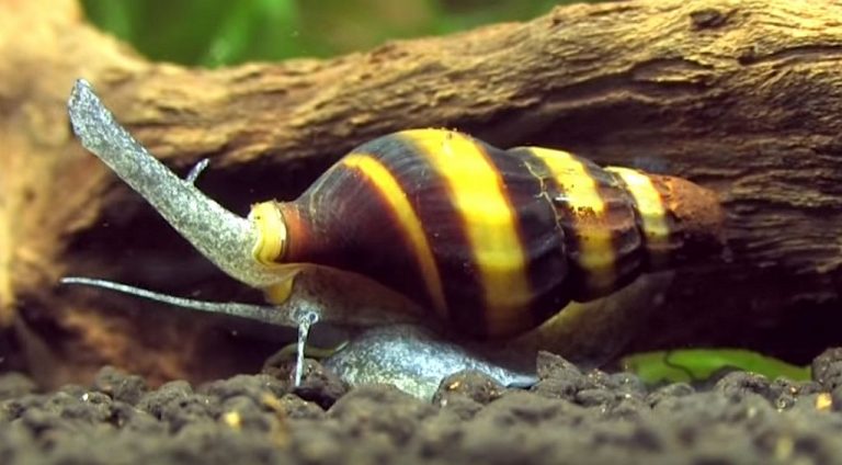 Assassin Snails (Clea helena) | Tropical Fish KeepingTropical Fish Keeping