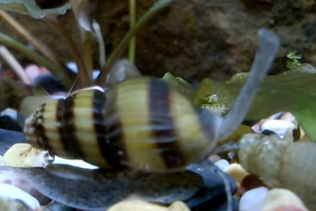 Assassin Snails (Clea helena) | Tropical Fish Keeping