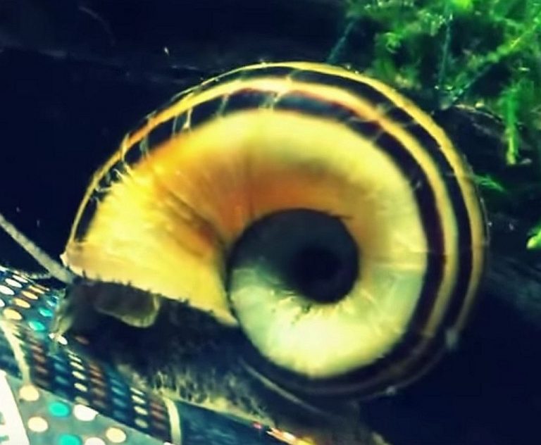Giant Ramshorn Snail (Marisa cornuarietis) | Tropical Fish Keeping