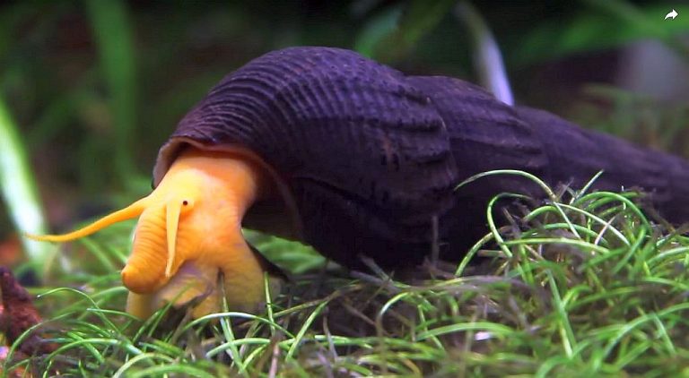 Rabbit Snails (Tylomelania sp.) | Tropical Fish Keeping