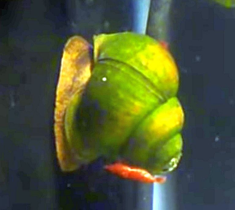 Japanese Trapdoor Snail (Bellamya chinensis) | Tropical Fish Keeping
