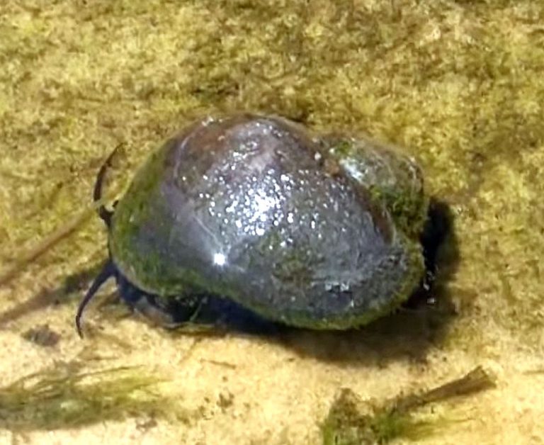 Mystery Snails - (Pomacea Diffusa) | Tropical Fish KeepingTropical Fish ...