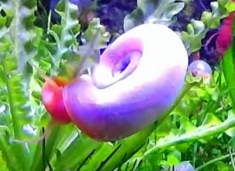 Ramshorn Snail (Planorbidae) | Tropical Fish Keeping