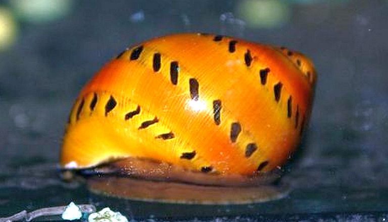Nerite Snails (Neritina natalensis) | Tropical Fish Keeping