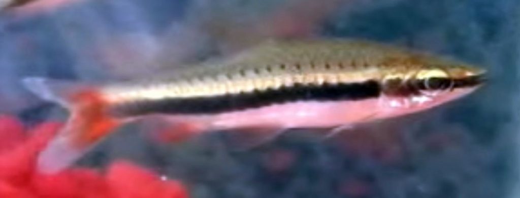 Elegant Pencilfish (Nannostomus limatus) | Tropical Fish Keeping