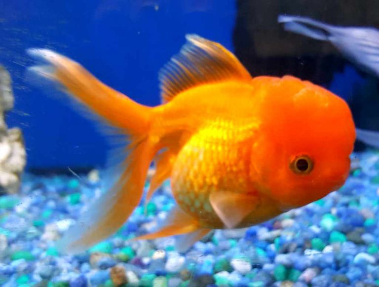 Oranda Goldfish (Carassius auratus) | Tropical Fish Keeping