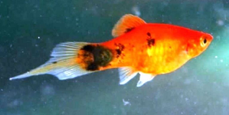 Common Platy (Xiphophorus maculatus) | Tropical Fish Keeping