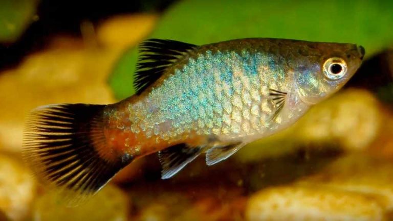 Common Platy (Xiphophorus maculatus) | Tropical Fish Keeping