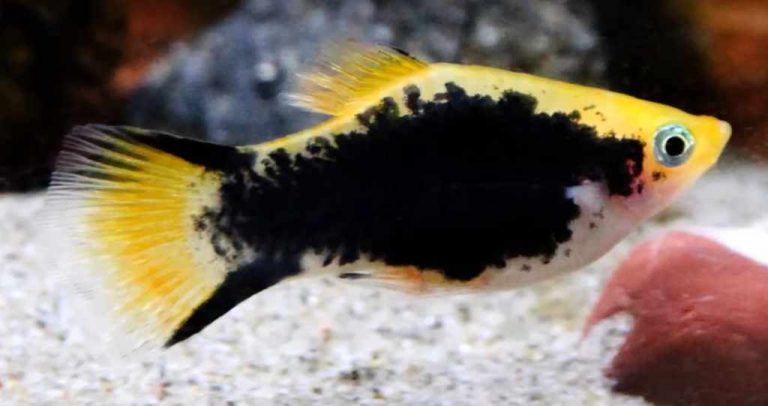Common Platy (Xiphophorus maculatus) | Tropical Fish Keeping