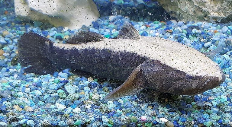 Spotted Sleeper Goby (Eleotris picta) | Tropical Fish Keeping