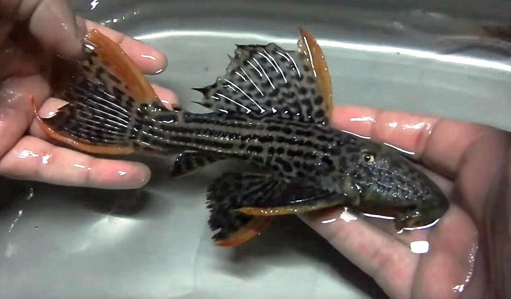 Red Devil Pleco (Pseudacanthicus pirarara) | Tropical Fish Keeping