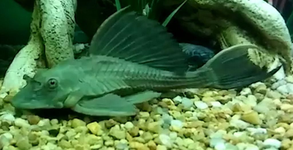 Rhino Pleco (Pterygoplichthys scrophus) | Tropical Fish Keeping