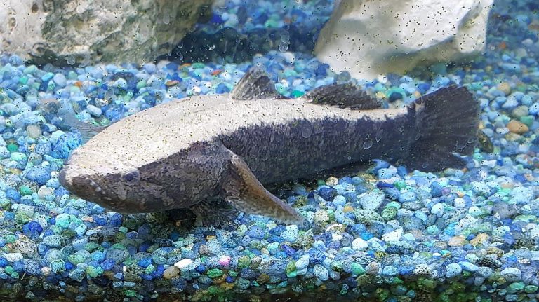 Spotted Sleeper Goby (Eleotris picta) | Tropical Fish Keeping