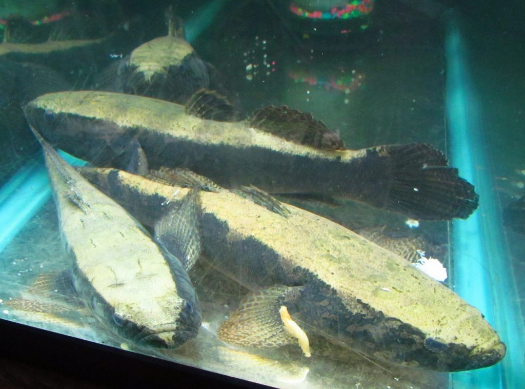 Spotted Sleeper Goby (Eleotris picta) | Tropical Fish Keeping