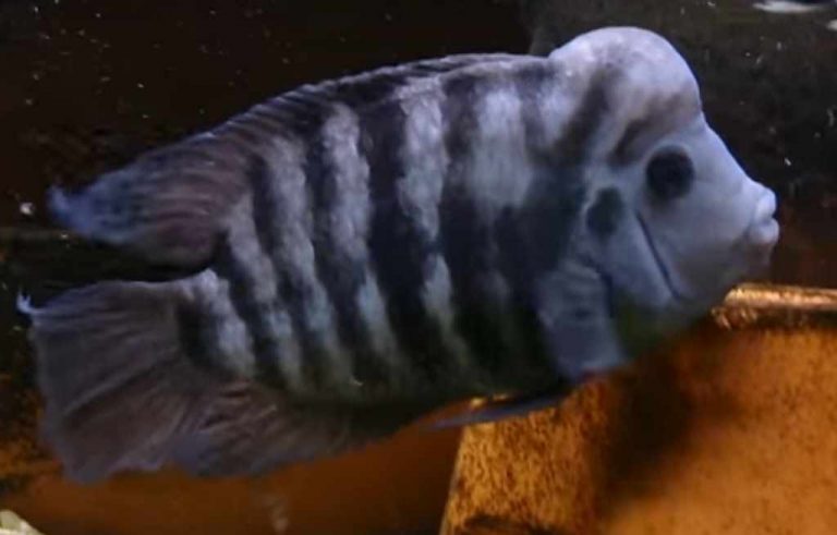 Convict Cichlid (Archocentrus nigrofasciatus) | Tropical Fish Keeping