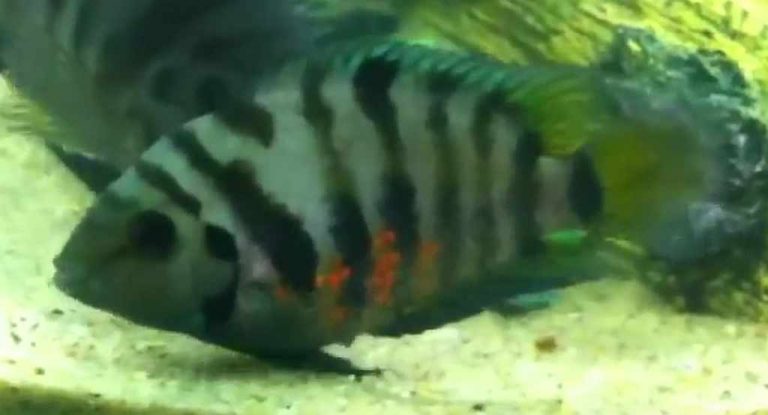 Convict Cichlid (Archocentrus nigrofasciatus) | Tropical Fish Keeping