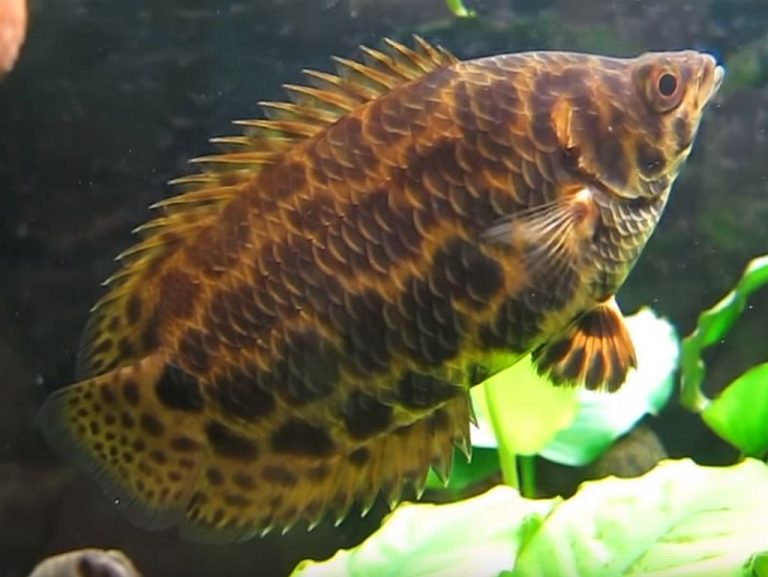 Leopard Bush Fish (Ctenopoma Acutirostre) | Tropical Fish Keeping