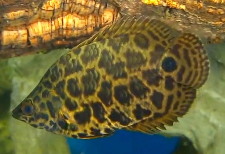 Leopard Bush Fish (Ctenopoma Acutirostre) | Tropical Fish Keeping