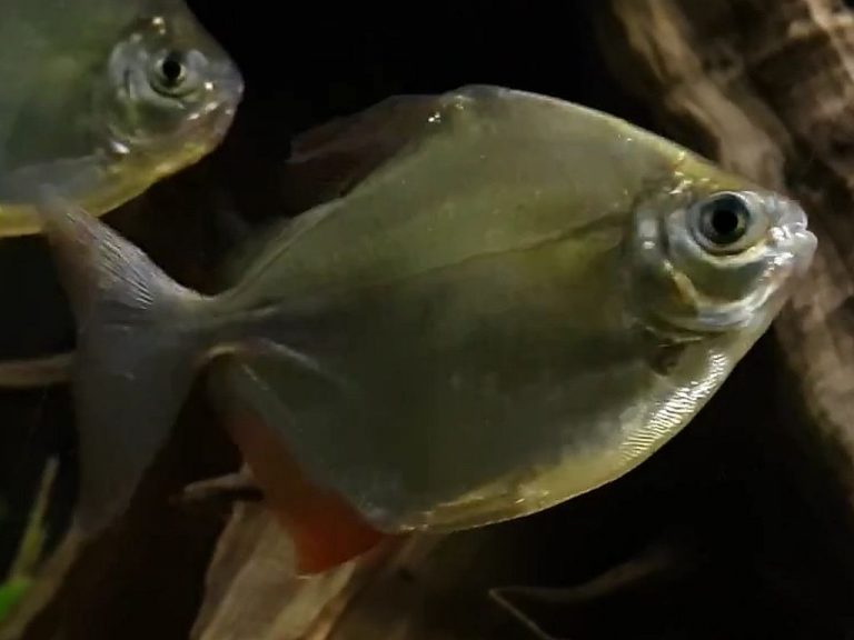 Silver Dollar (Metynnis hypsauchen) | Tropical Fish Keeping