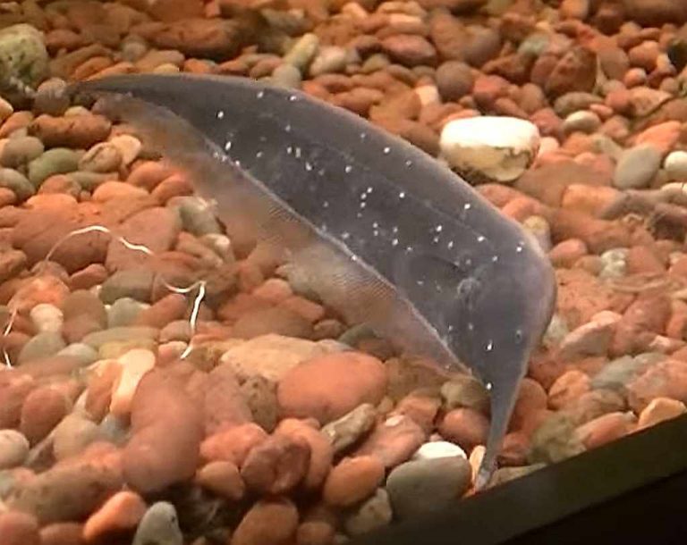 Elephantnose Knifefish (Sternarchorhynchus oxyrhynchus) | Tropical Fish ...