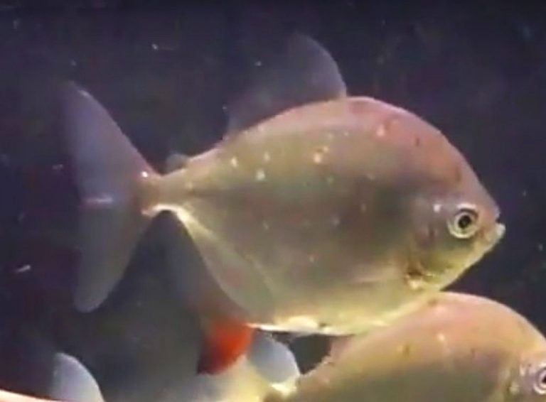 Red Hook (Myloplus rubripinnis) | Tropical Fish Keeping