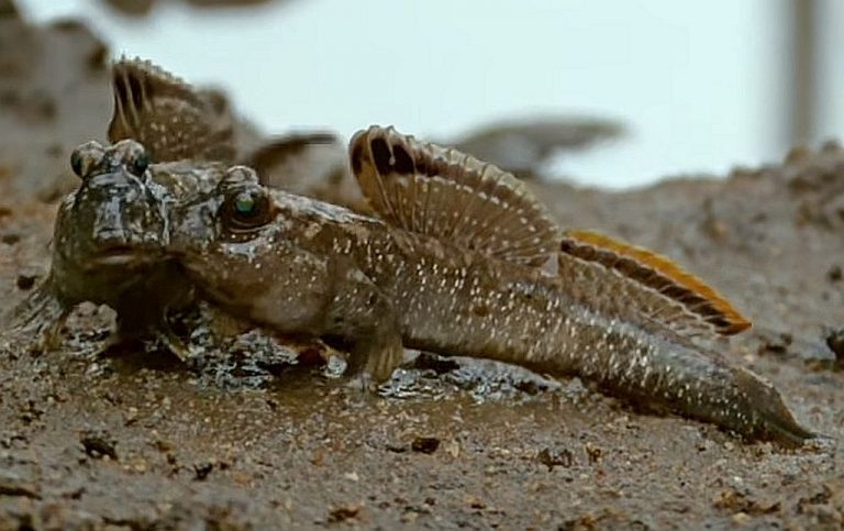 Indian Mudskipper (Periophthalmus Septemradiatus) | Tropical Fish Keeping